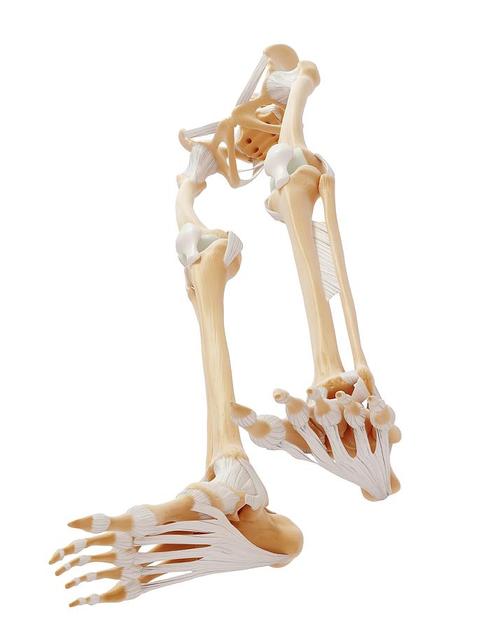 Human Leg Bones #83 by Science Photo Library