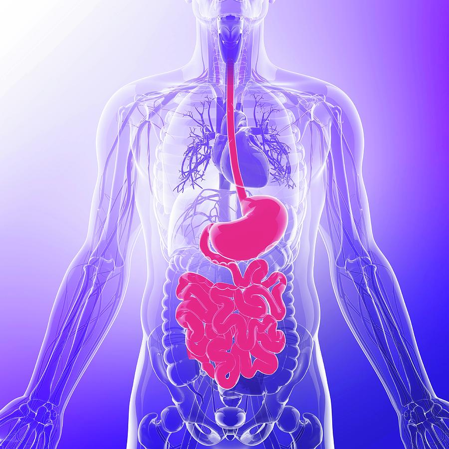 Human Digestive System #84 by Science Photo Library