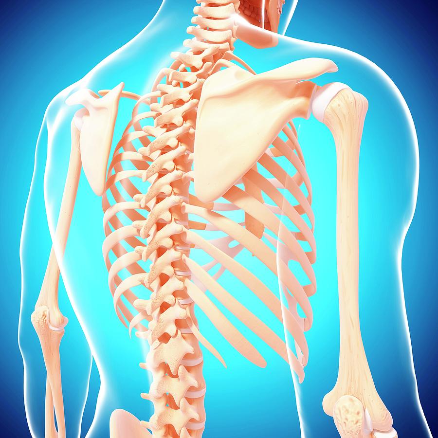 Human Skeleton Photograph by Pixologicstudio/science Photo Library ...