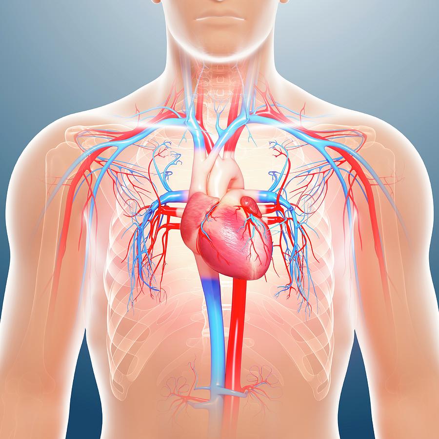 Cardiovascular System Photograph by Pixologicstudio/science Photo ...