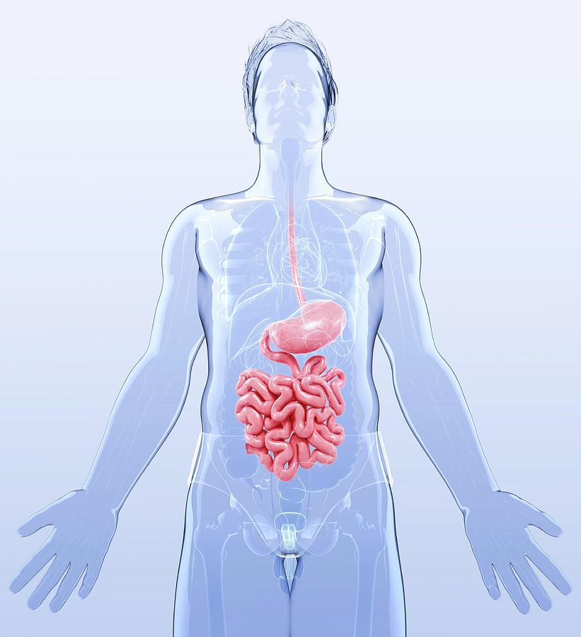 Human Digestive System Photograph by Pixologicstudio - Pixels