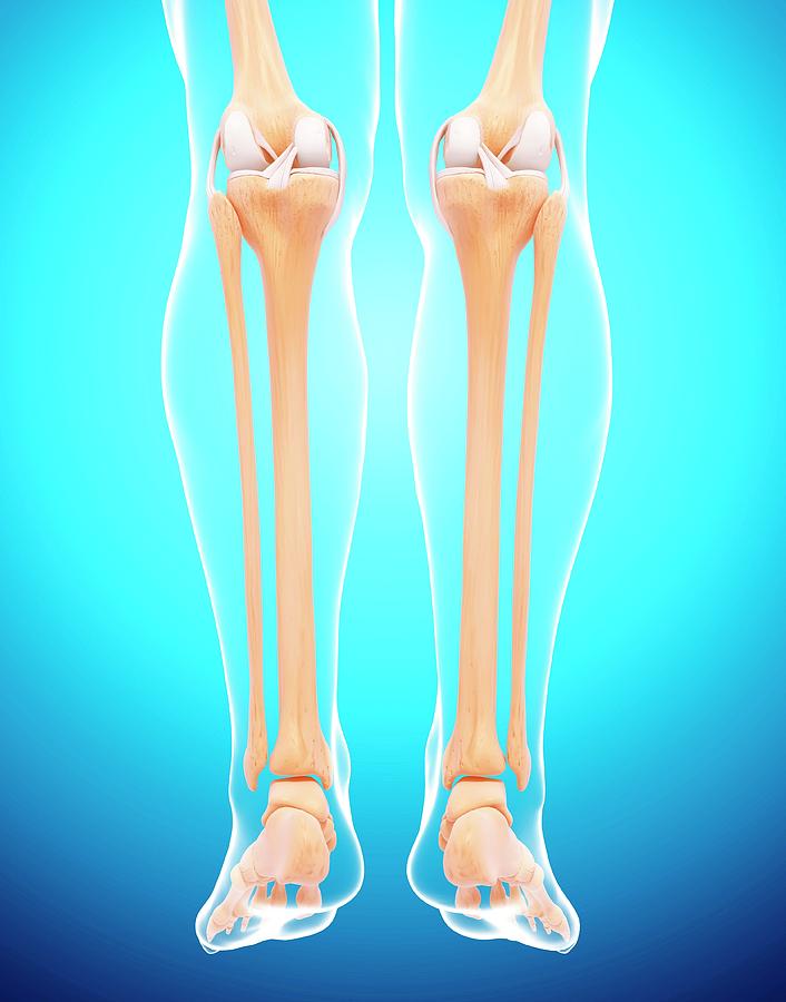 Human Leg Bones #85 by Pixologicstudio / Science Photo Library