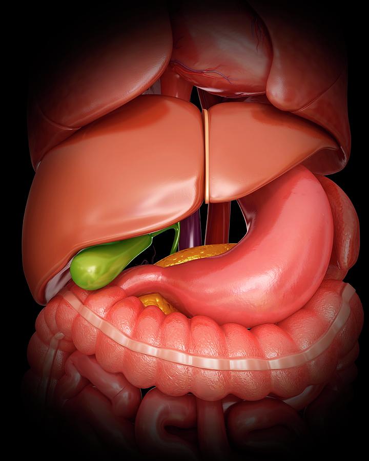 Human Internal Organs Photograph by Pixologicstudio | Pixels