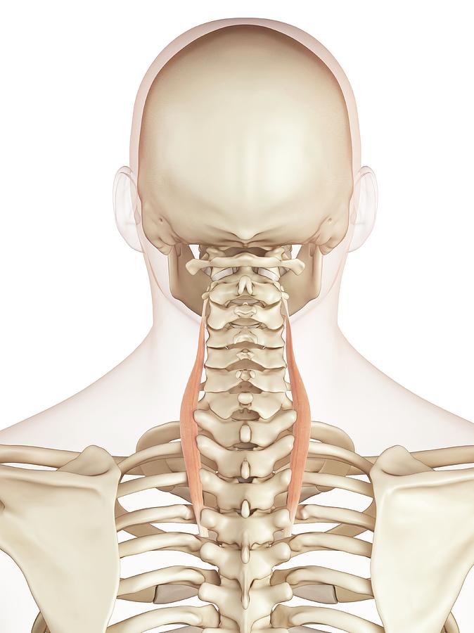 Human Neck Muscles Photograph by Sciepro - Pixels