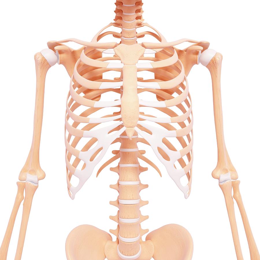 Human Skeleton Photograph by Pixologicstudio/science Photo Library ...