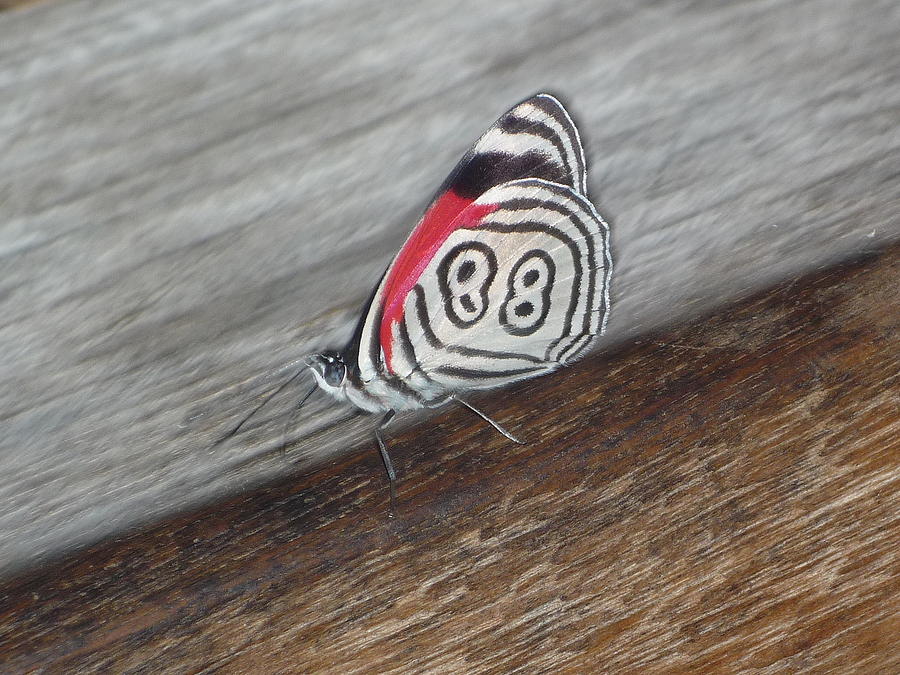 88 Photograph by Evan Hendrickson - Fine Art America