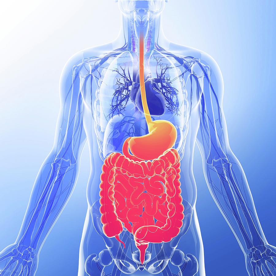 Images Of The Digestive System