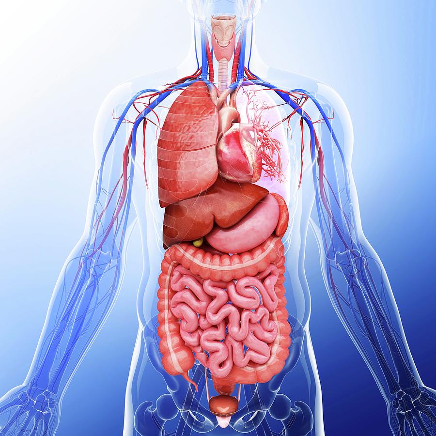 Human Internal Organs Photograph by Pixologicstudio - Fine Art America