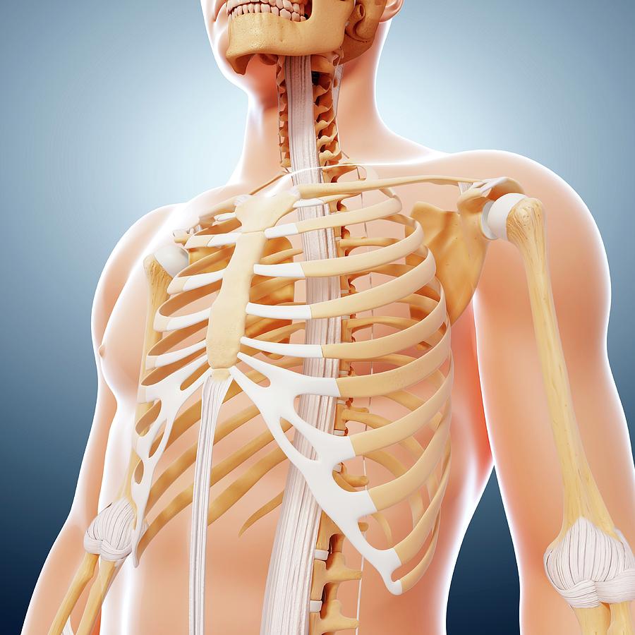 Human Skeleton Photograph by Pixologicstudio/science Photo Library ...