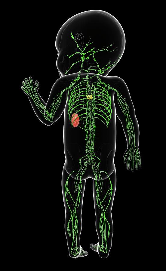 Baby's Lymphatic System Photograph by Pixologicstudio - Pixels