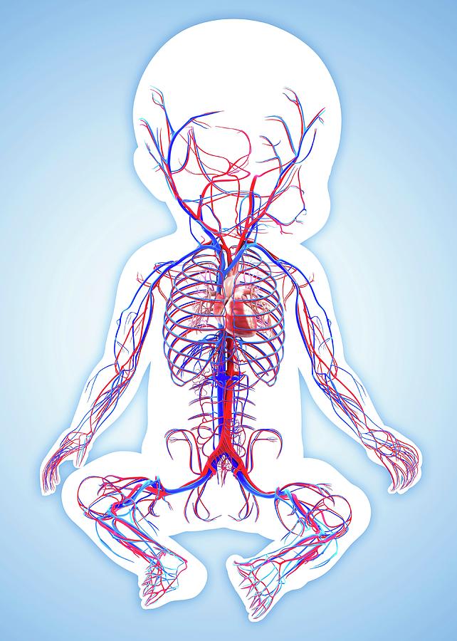 Baby's Vascular System #9 by Science Photo Library