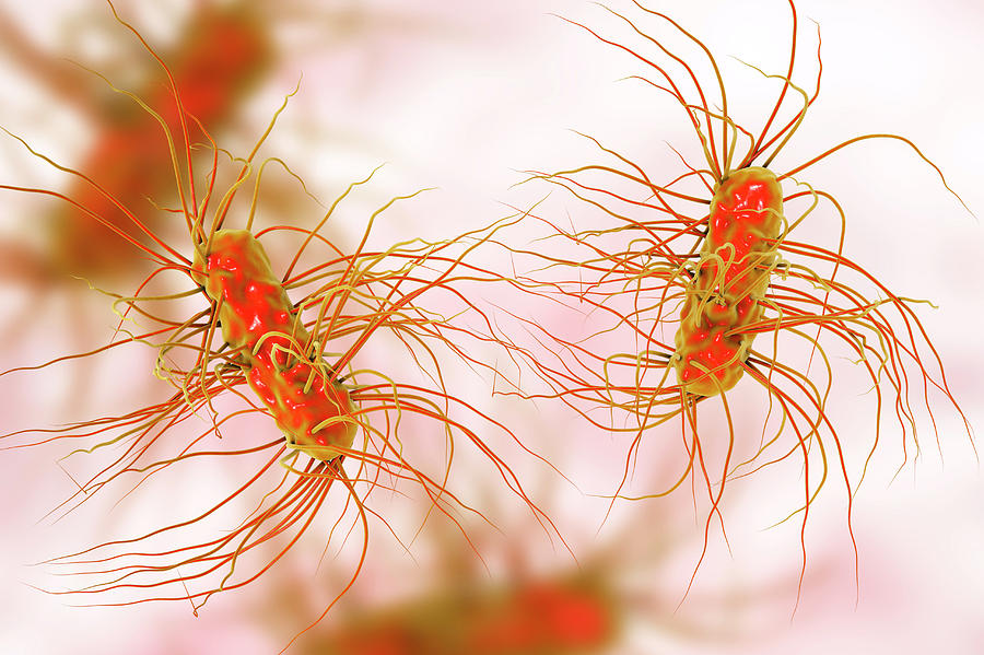 Escherichia Coli Bacteria #9 by Science Photo Library