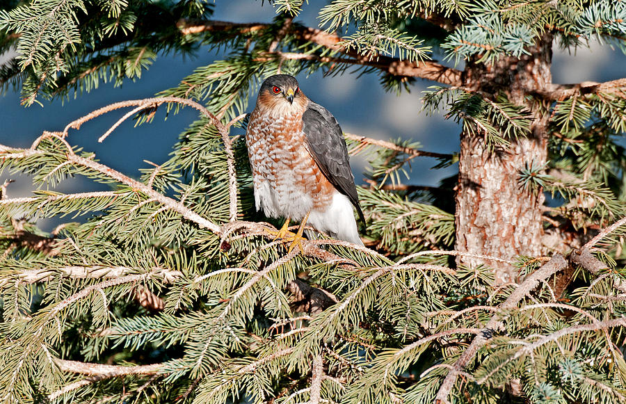 Hawk Photograph by Elijah Weber - Pixels