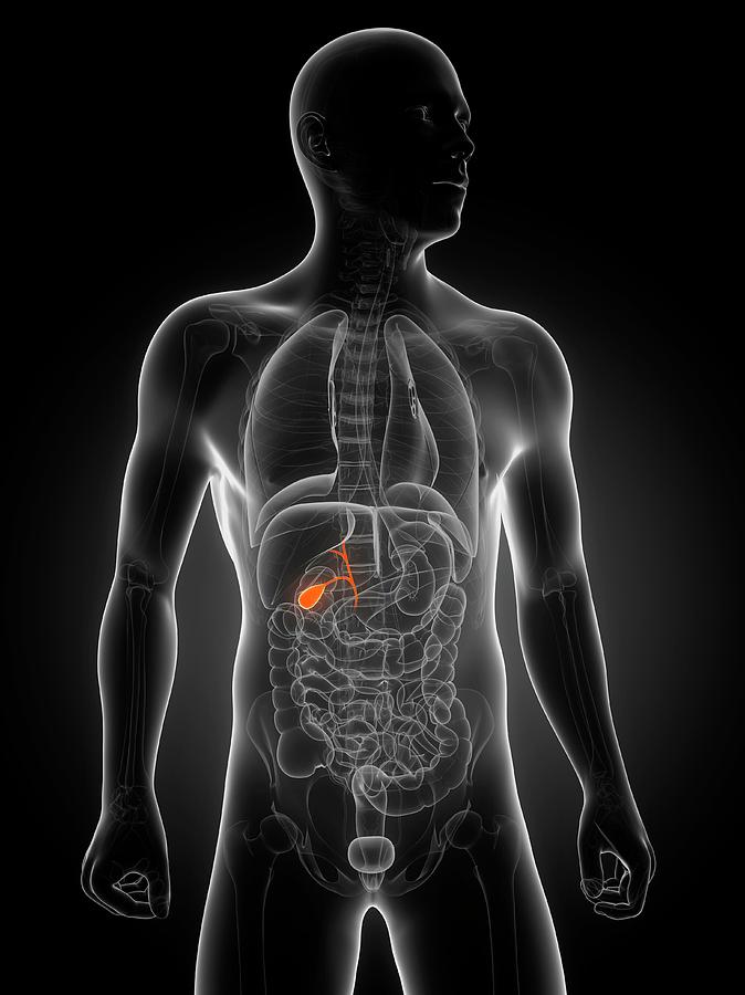 Healthy Gallbladder Photograph by Sciepro/science Photo Library - Pixels