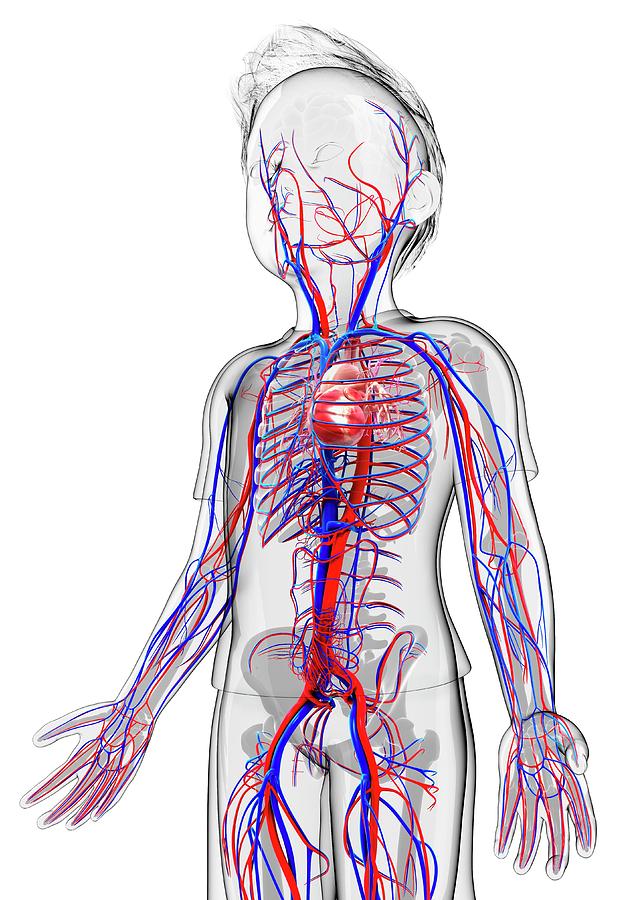 Human Cardiovascular System #9 by Science Photo Library