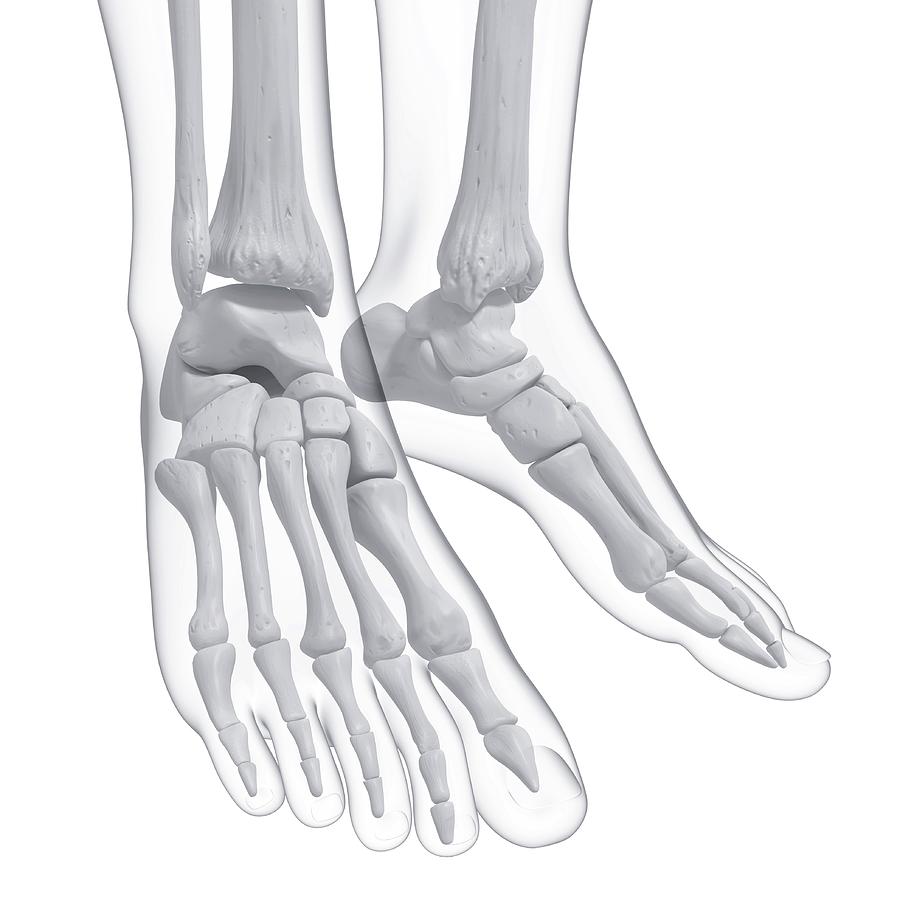 Human Foot Bones #9 by Science Photo Library
