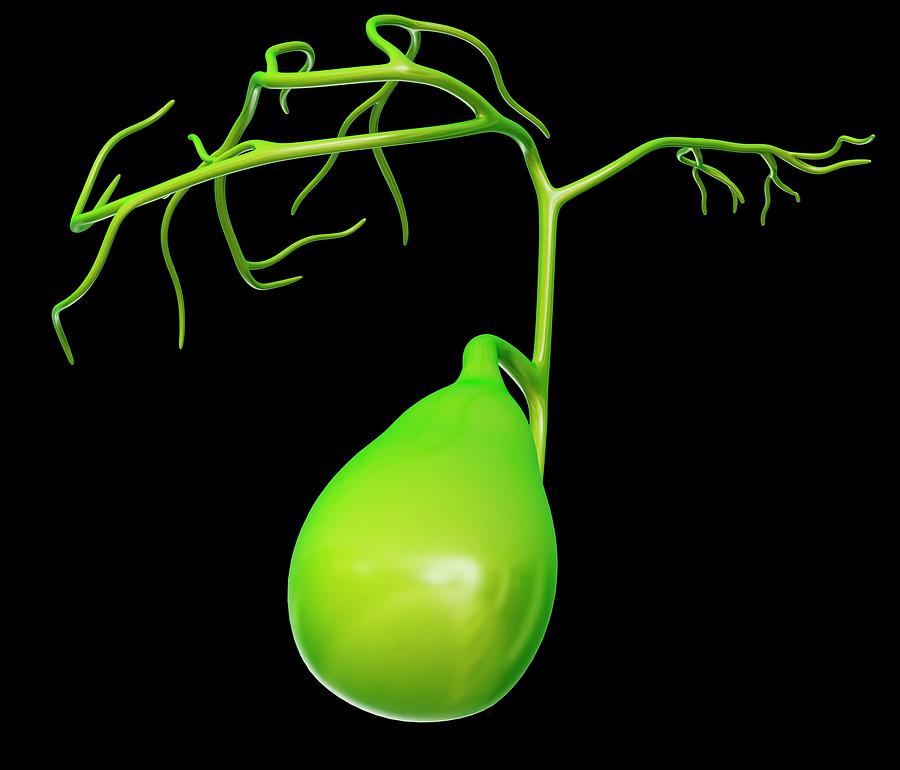 Human Gall Bladder Photograph by Pixologicstudio - Fine Art America