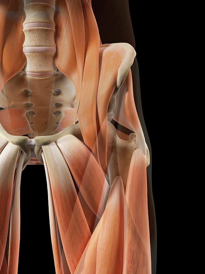 Human Hip Muscles Photograph by Sciepro | Pixels