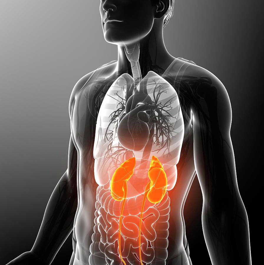 Human Kidneys #9 by Pixologicstudio / Science Photo Library
