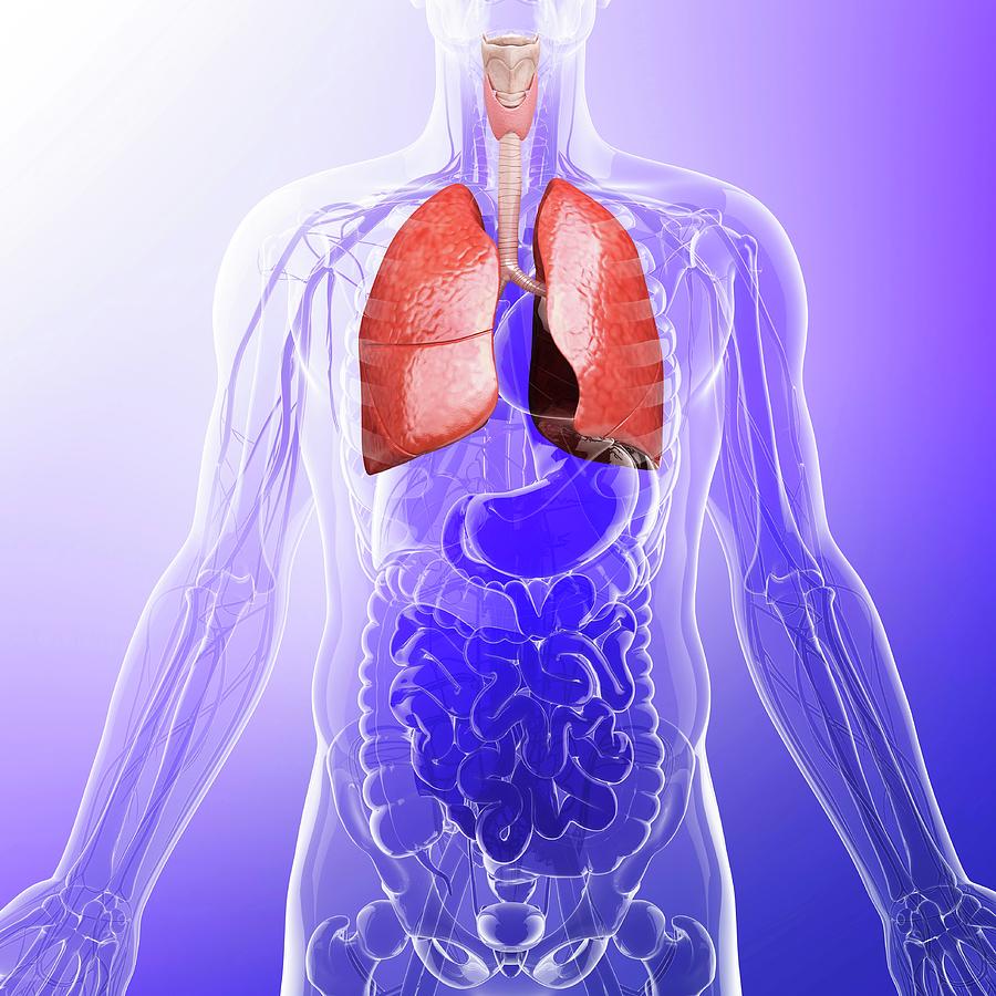 Human Lungs Photograph by Pixologicstudio - Fine Art America