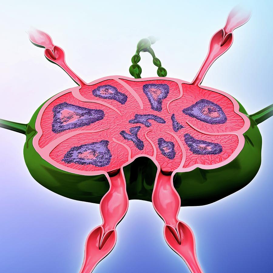 Human Lymph Node Photograph by Pixologicstudio - Fine Art America