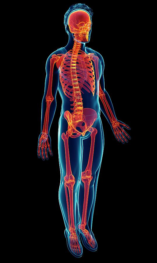 Human Skeletal System #9 Photograph by Pixologicstudio / Science Photo ...