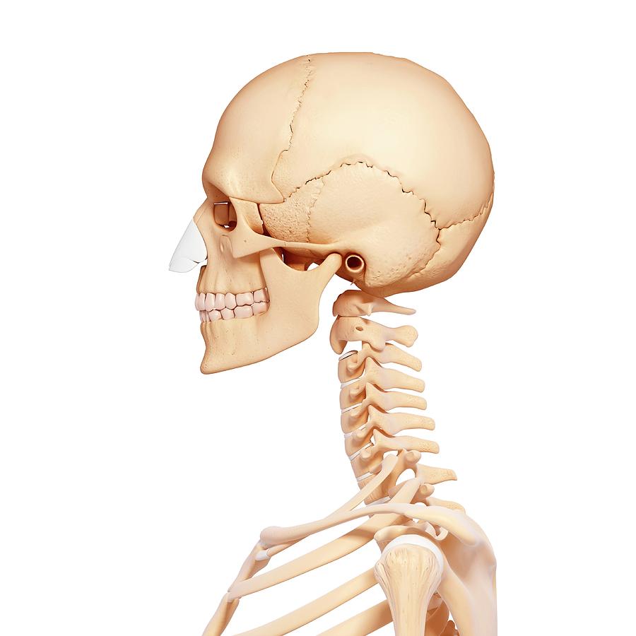 Human Skeleton Photograph by Pixologicstudio/science Photo Library ...