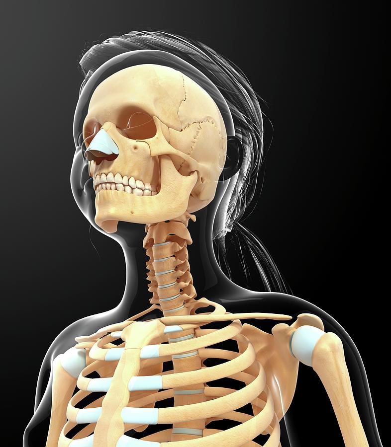 Human Skull #9 by Science Photo Library