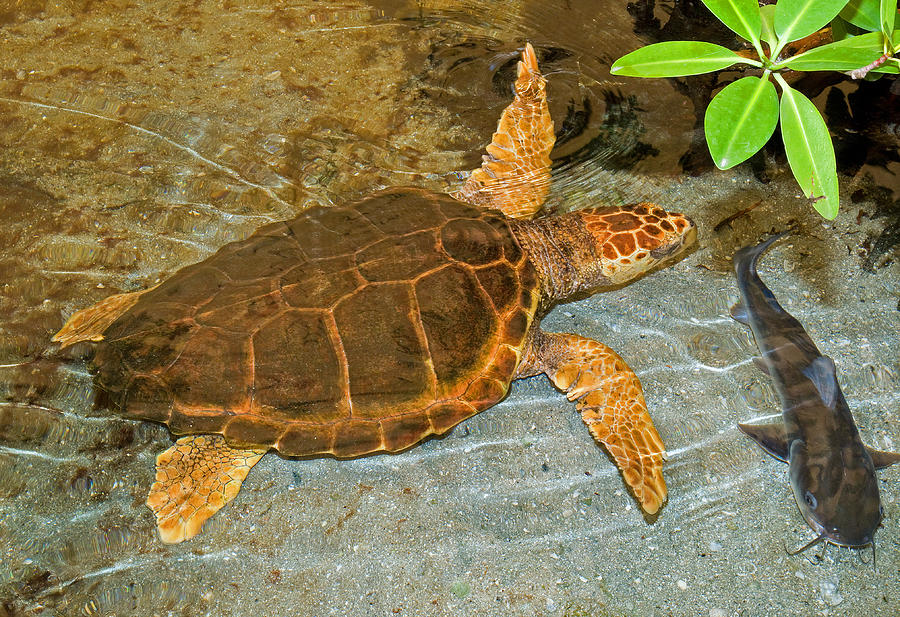 Loggerhead Sea Turtle Photograph by Millard H. Sharp - Fine Art America