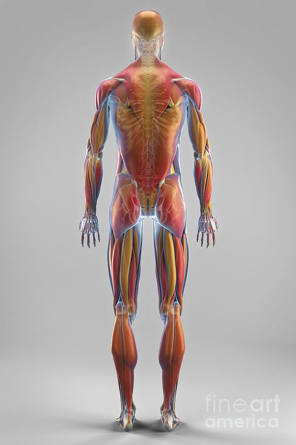 Muscle System Photograph by Science Picture Co - Fine Art America