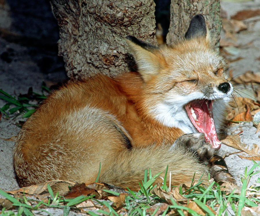 Red Fox #9 Photograph by Millard H. Sharp - Pixels