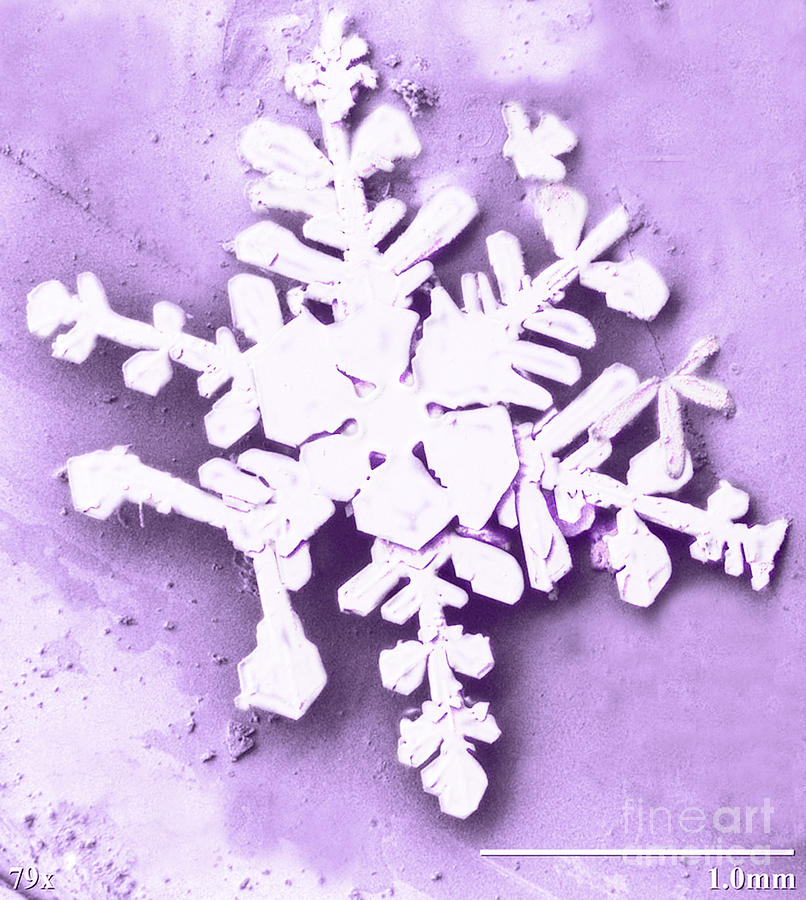 Snow Crystal, Lt-sem Photograph by Science Source - Pixels