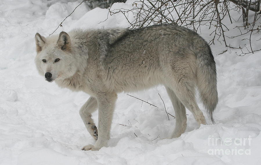 Timber Wolf Photograph by Ken Keener - Pixels