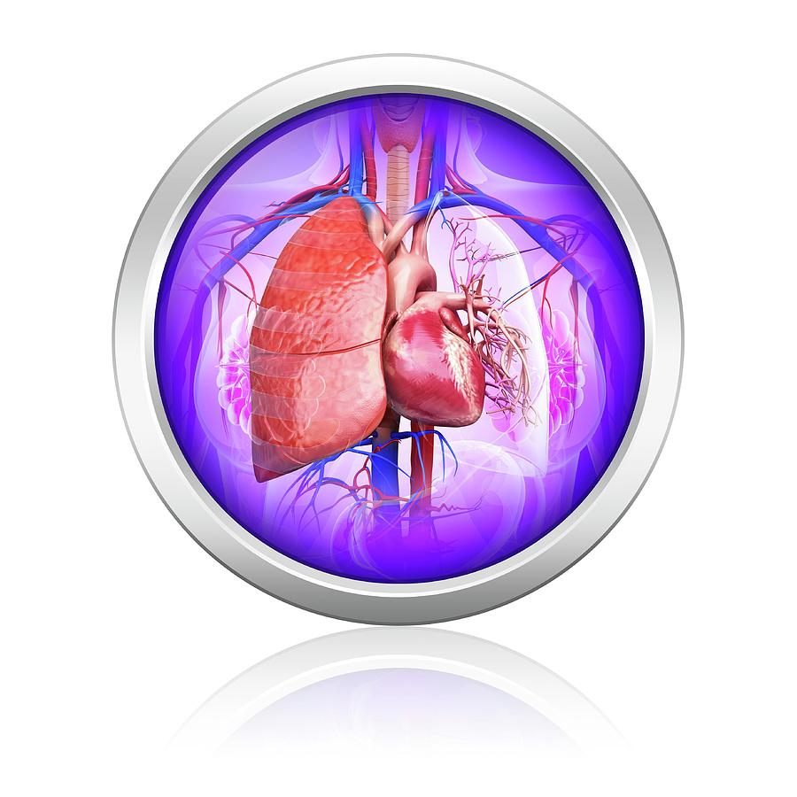 Human Cardiovascular System #90 by Pixologicstudio / Science Photo Library