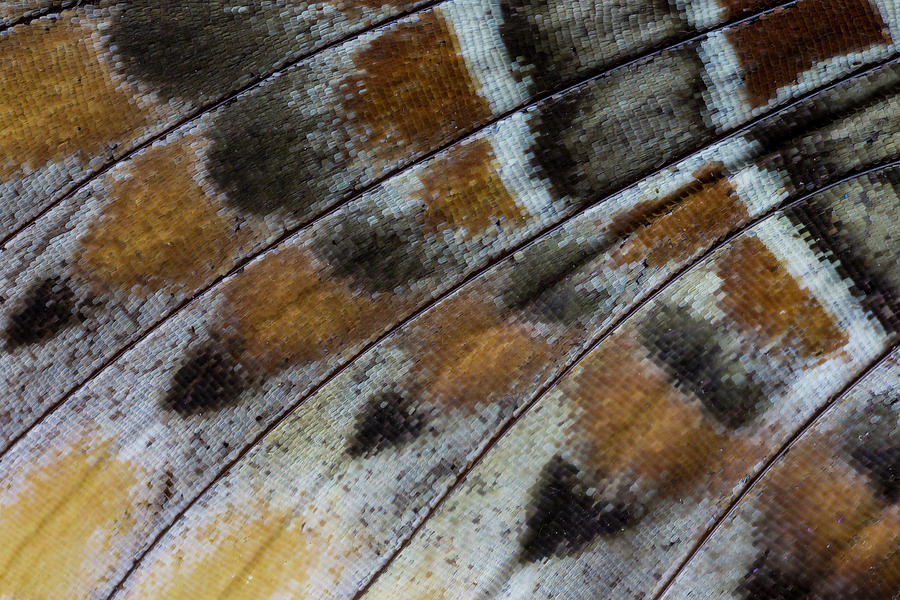 Close-up Detail Wing Pattern Photograph by Darrell Gulin - Fine Art America