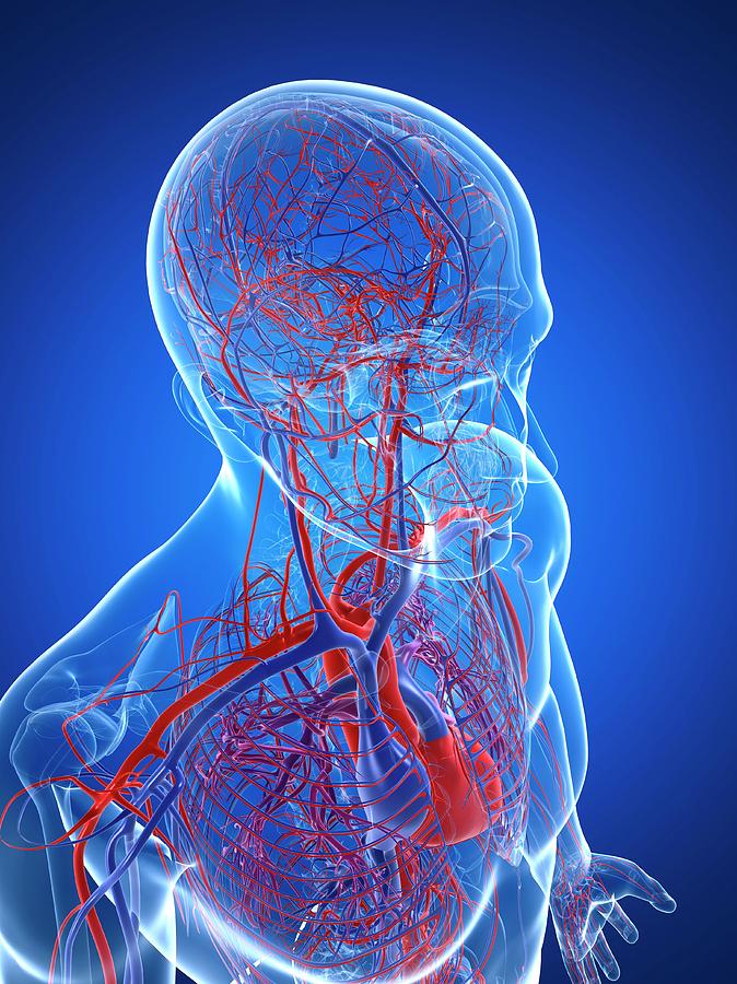 Cardiovascular System Photograph by Sciepro/science Photo Library ...