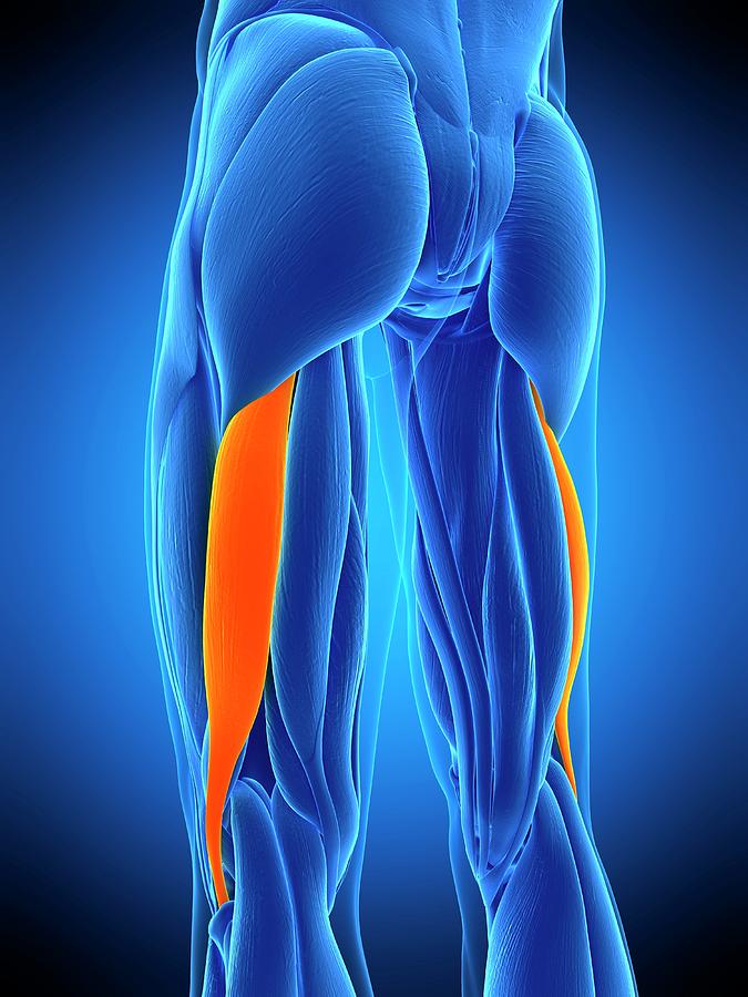 Leg Muscles #92 Photograph by Science Photo Library - Fine Art America