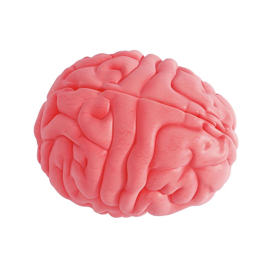 Human Brain Photograph by Pixologicstudio/science Photo Library - Pixels