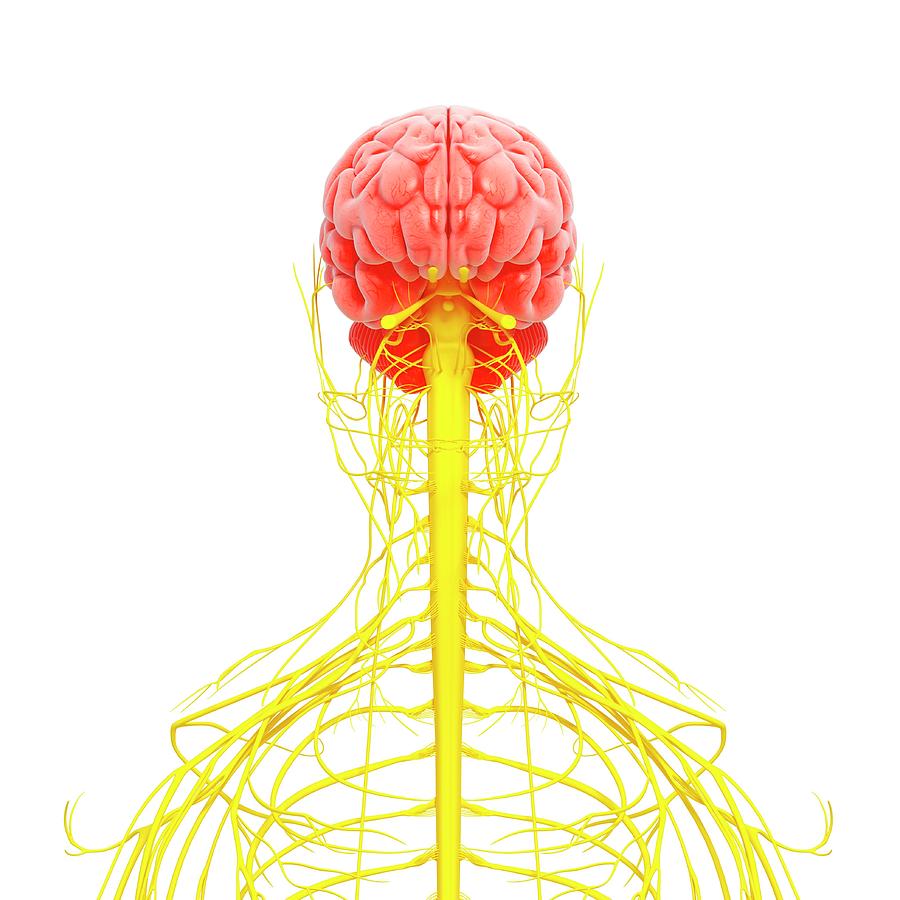 Human Nervous System Photograph by Pixologicstudio/science Photo ...