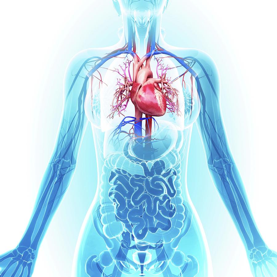 Human Cardiovascular System #95 by Science Photo Library