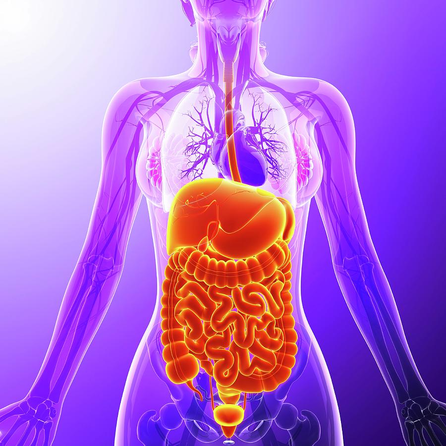 Human Internal Organs #98 by Pixologicstudio / Science Photo Library
