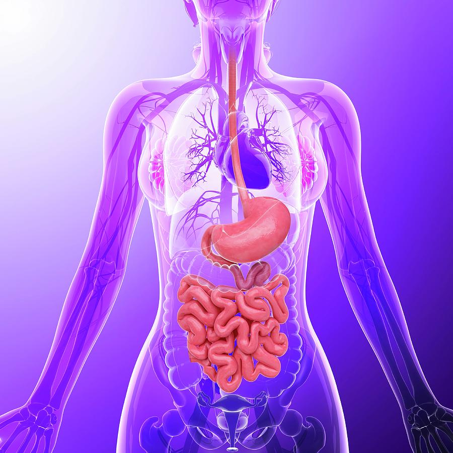 Human Digestive System Photograph by Pixologicstudio - Fine Art America