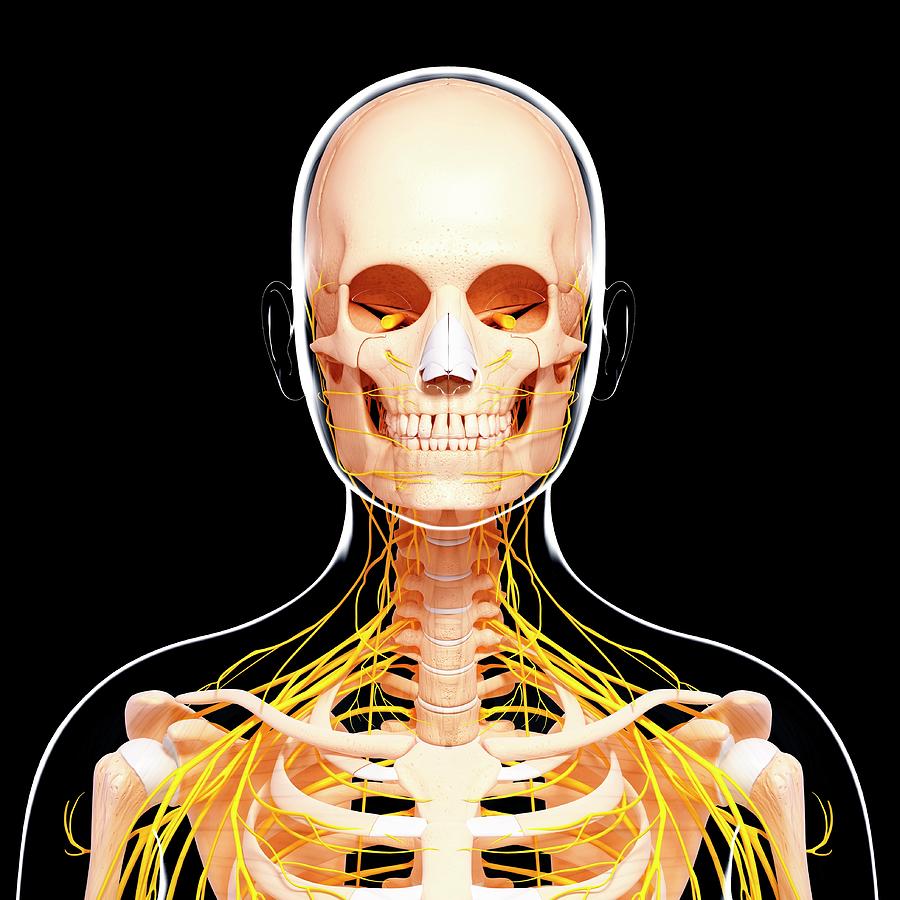 Human Nervous System #99 by Science Photo Library