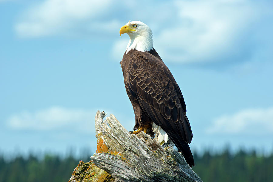 A Bald Eagle Perching On A Dead Tree Photograph by Richard Wright ...