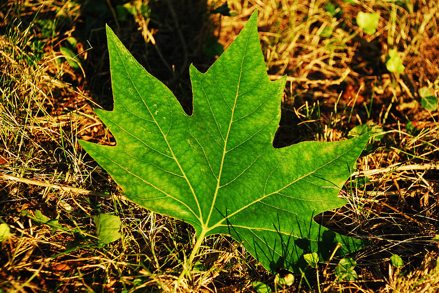A beauty leaf Photograph by Stefan Dinov - Fine Art America