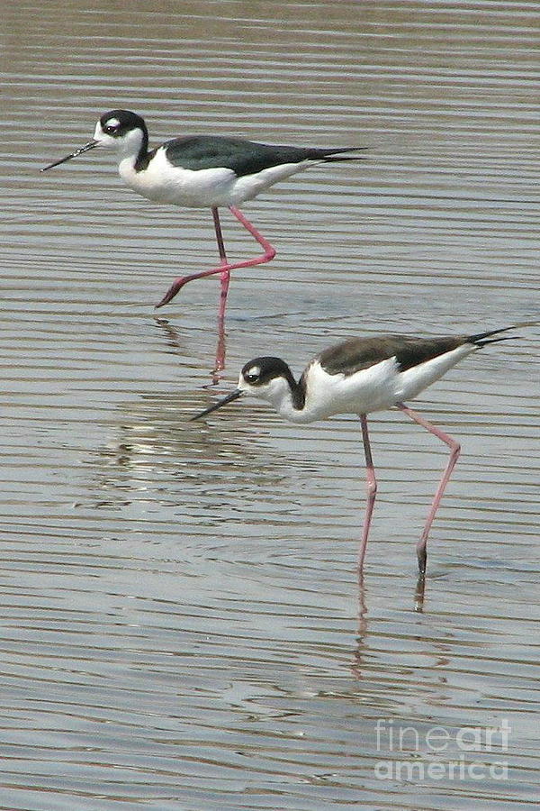 A bit stilted Photograph by Frank Townsley - Fine Art America