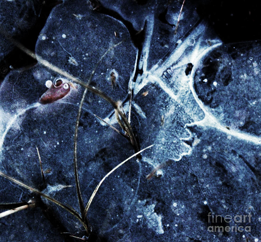A chip on her shoulder Photograph by Wesley Hahn - Fine Art America