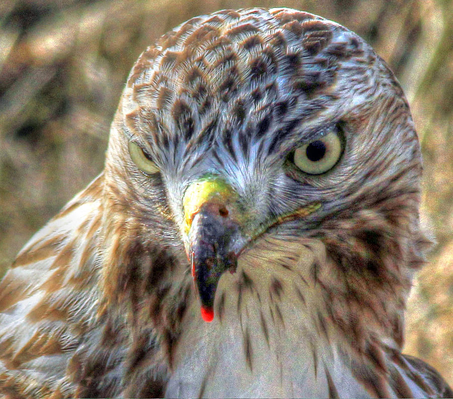 A Clockwork Hawk Photograph by Michael Turner - Pixels