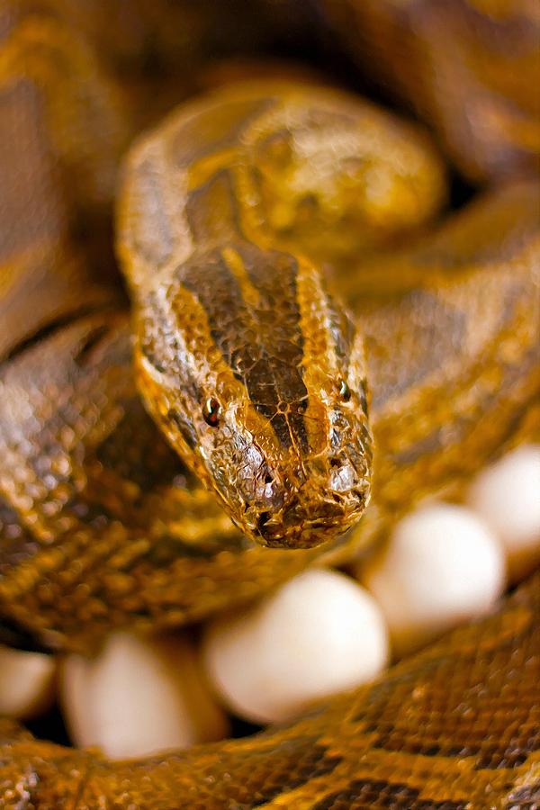 A digitally constructed painting of snake guarding her eggs Mixed Media ...
