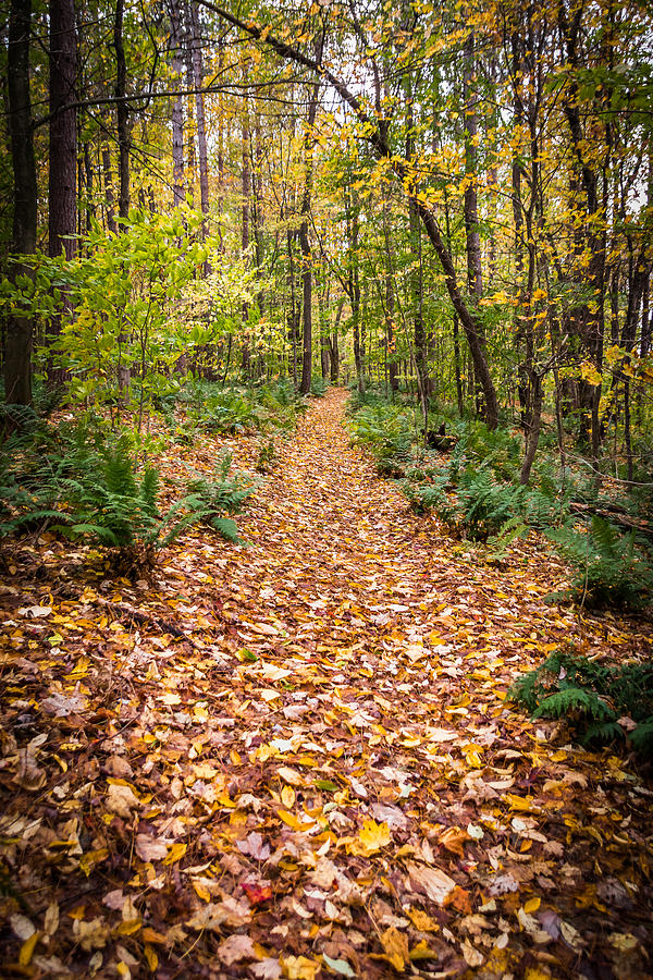 A Fall Stroll Photograph by Sandy Roe - Fine Art America